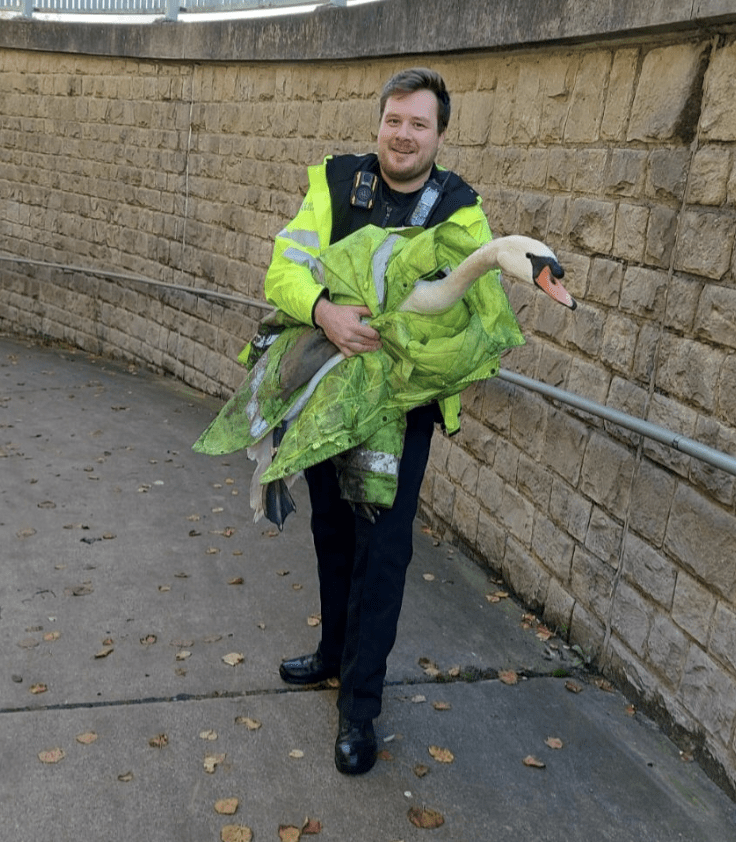“Hot Fuzz” Moment for Kent Police Officer as They Rescue Lost Swan %sep ...