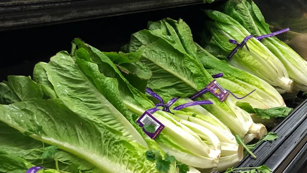 E. Coli Outbreak Linked to Contaminated Lettuce, Over 200 Affected - UK ...