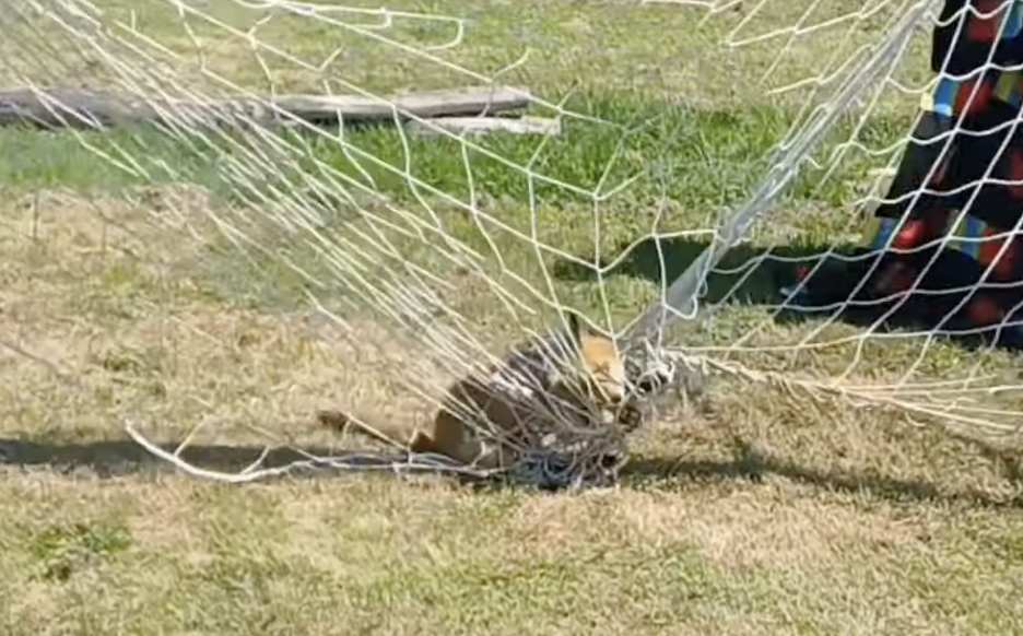 WRAS Rescues Fox Cub Trapped in Football Netting in Beckley - UK News ...