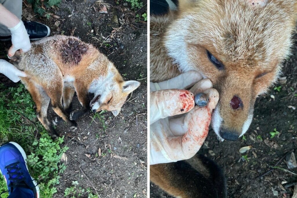 Fox Shot Dead with Ball Bearings in Orpington Garden | UKNIP