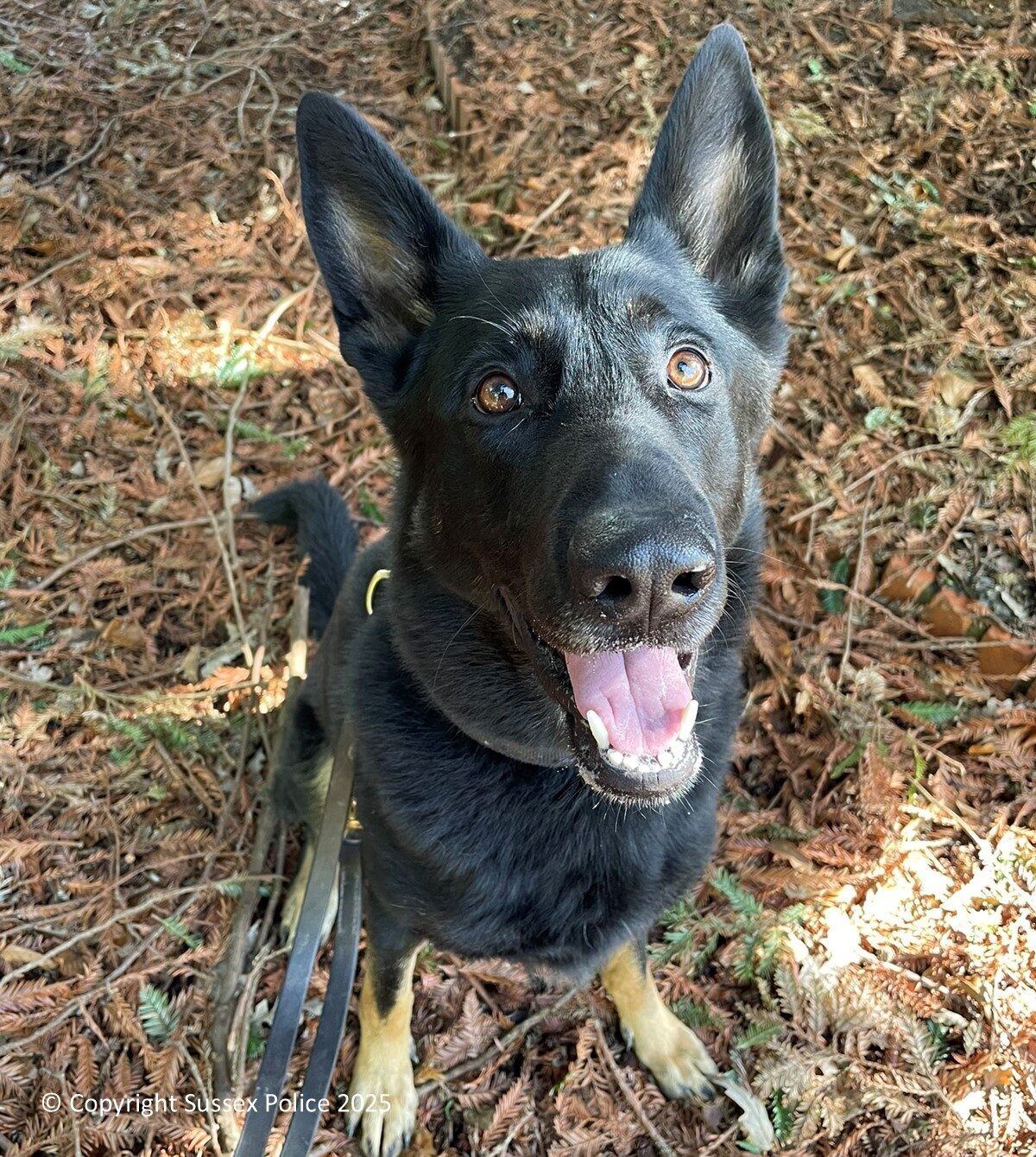 Determined Police Dog Saves the Day | UKNIP | UK News in Pictures
