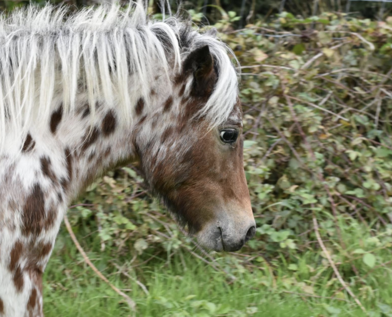 Rare Miniature Horses Stolen From Edenbridge Farm Police Appeal - uknip ...