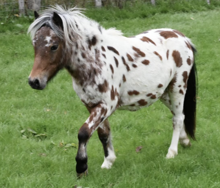 Rare Miniature Horses Stolen From Edenbridge Farm Police Appeal - uknip ...